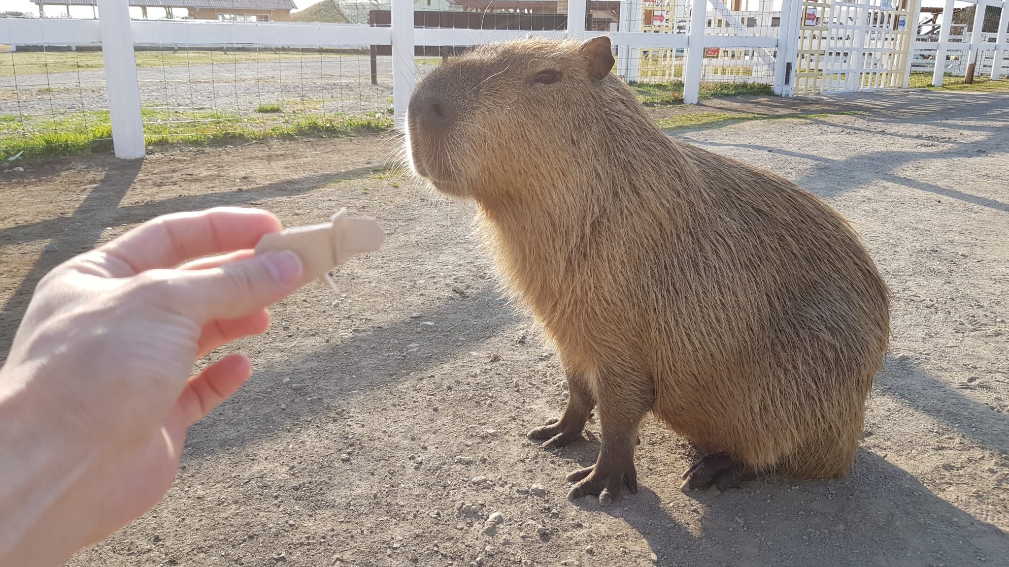 Origami Capybara - Jo Nakashima