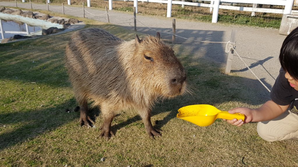 Origami Capybara - Jo Nakashima
